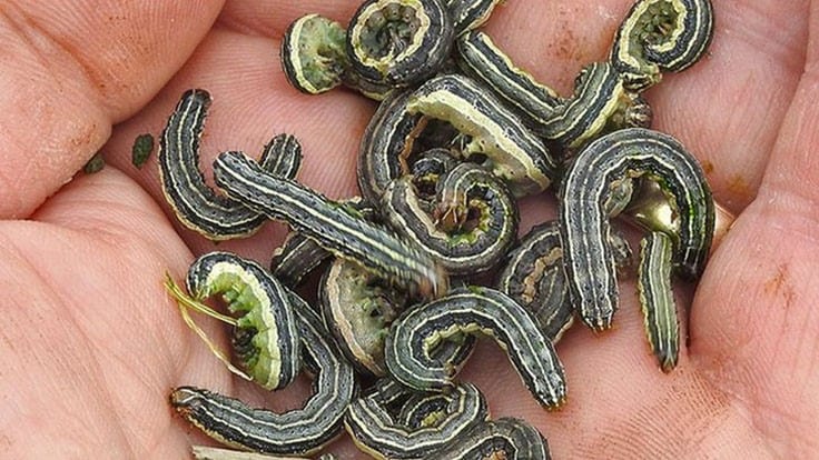 Beware: fall armyworms - Golf Course Industry