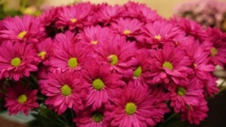 ‘Amor Candy’ wins 2021 Outstanding Varieties Competition - Greenhouse ...