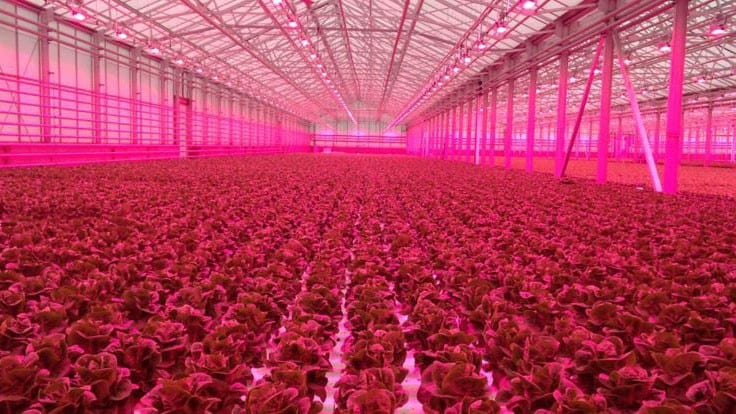 What do you want to know about plant lighting in controlled environment ...