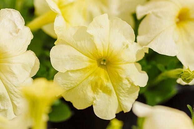 CAST 2022: Hem Genetics - Greenhouse Management