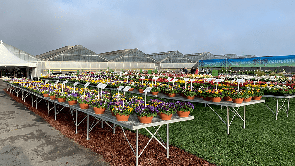 CAST 2022: Benary - Nursery Management