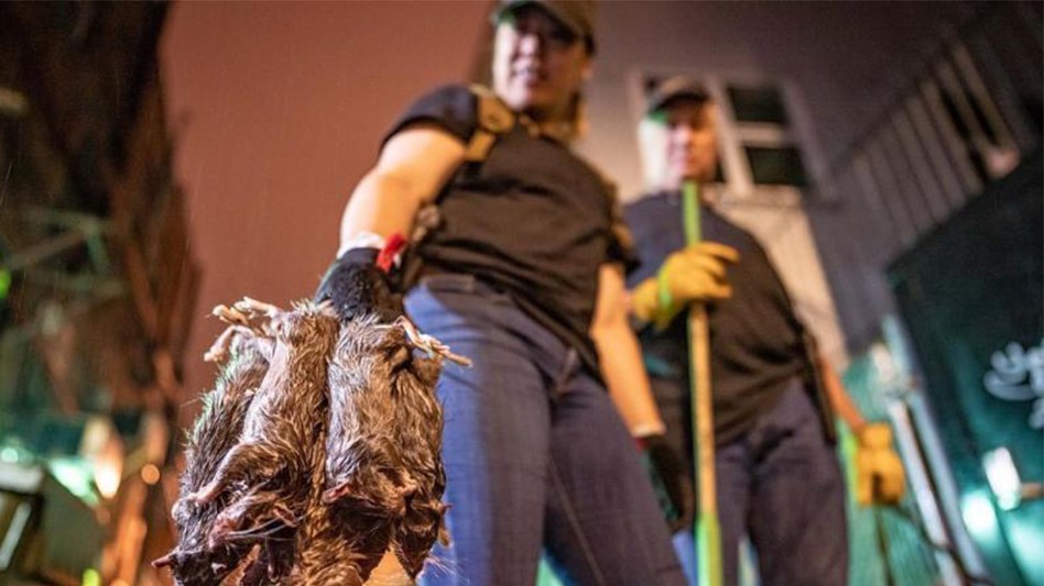 Scott Mullaney and Ratting Dogs to be Featured in Pair of Documentaries ...