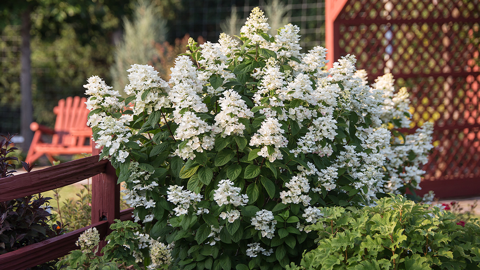 White Diamonds panicle hydrangea earns five stars - Greenhouse Management
