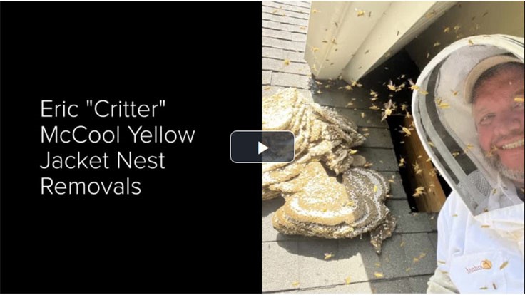 Bee Removal Videos From Critter McCool - Pest Control Technology
