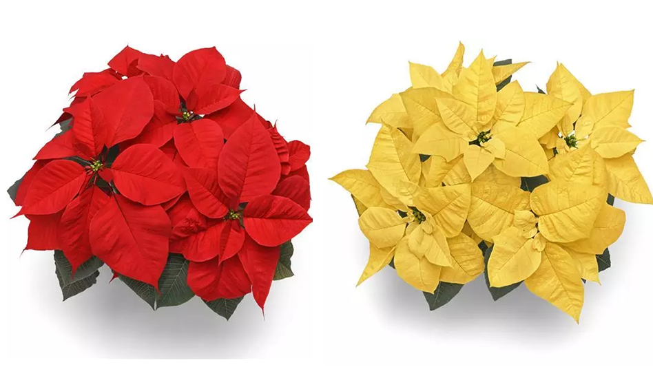 2023 poinsettias catalog now available from Selecta One - Garden Center