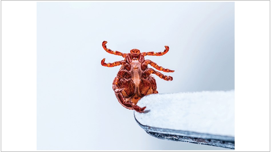 New Device May Offer Better Way to Prevent Tick Bites - Pest Control ...