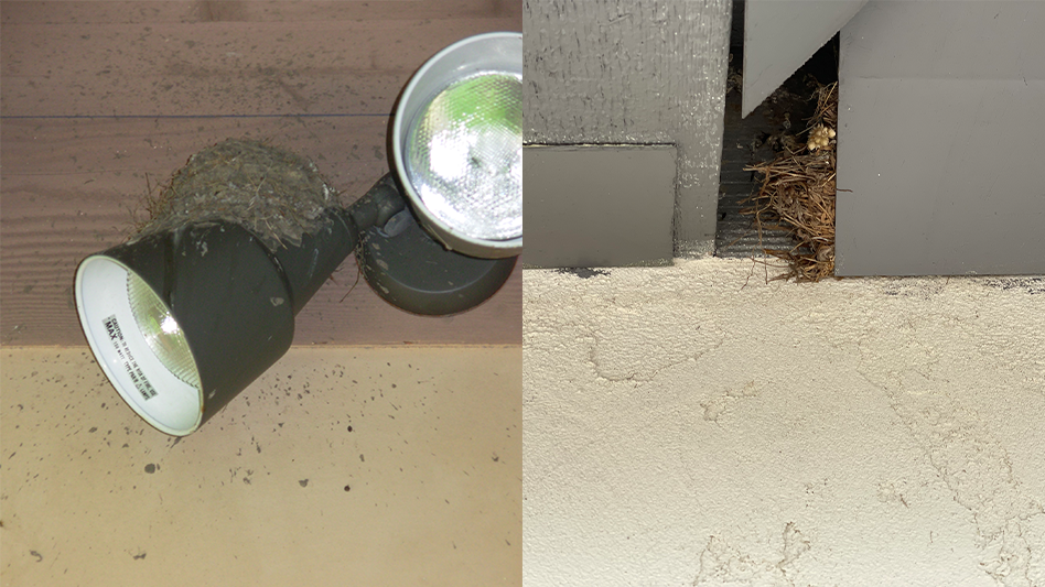 Spring Bites: Bird Mites Might be the Problem - Pest Control Technology