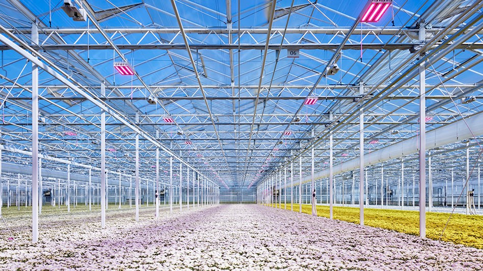 U-Grand grows chrysanthemums under Philips full LED lighting ...
