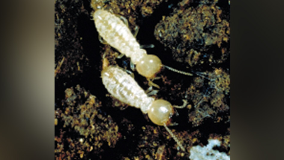 How Do Subterranean Termites Find Wood? - Pest Control Technology
