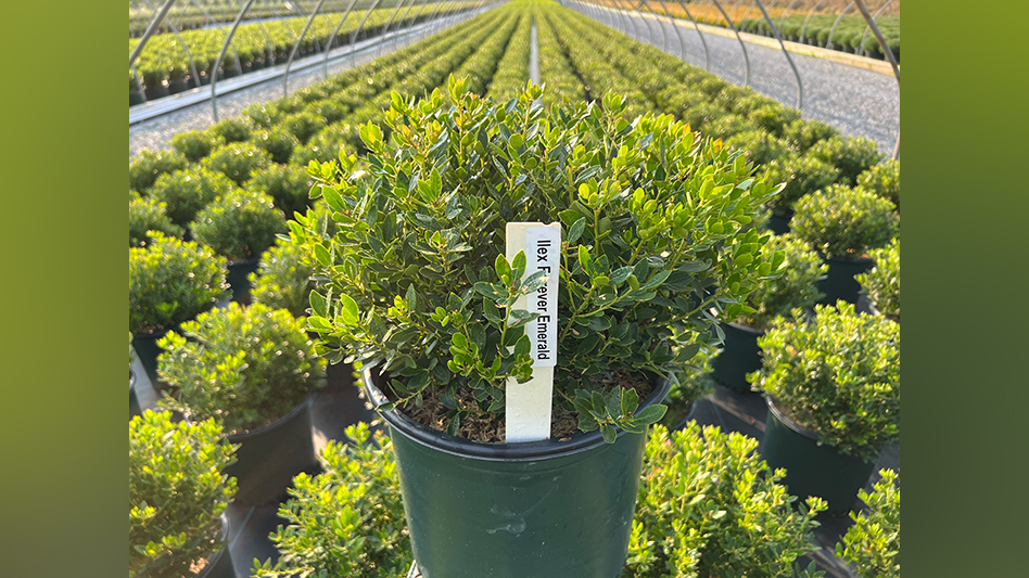 In search of an improved Ilex glabra - Inkberry - Nursery Management