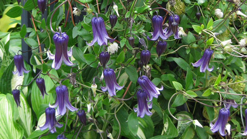 Clematis hybrida ‘Rooguchi’ - Nursery Management