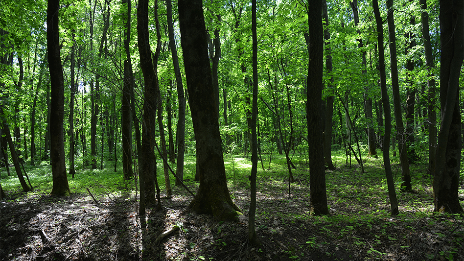 Research Published in Science Studies Effect of Termites on Wood Decay ...