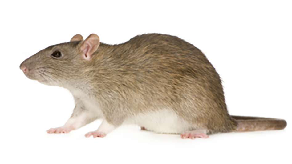 EPA Denies Comment Extension Request for Rodenticide PIDs - Pest ...