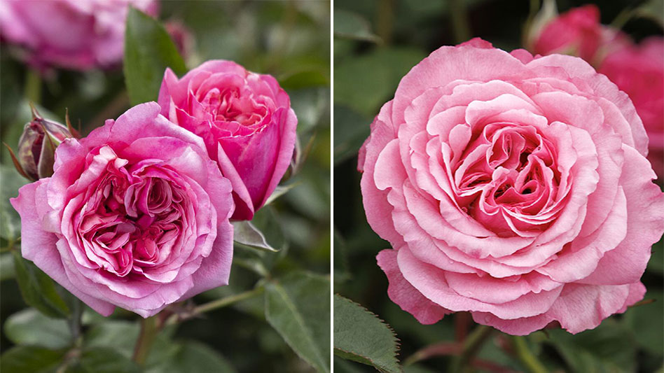 Monrovia introduces three new rose series for 2023 - Garden Center