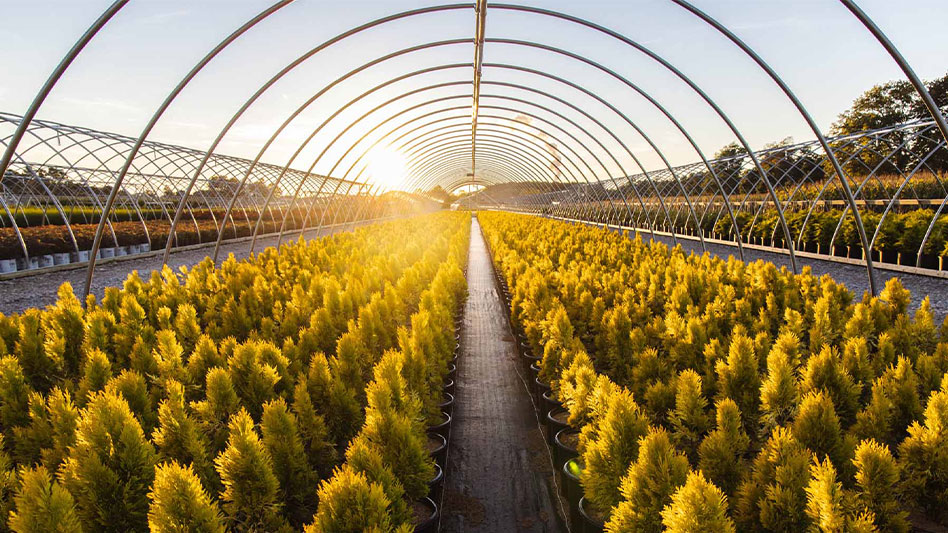 Petitti Family of Farms debuts at MANTS - Nursery Management