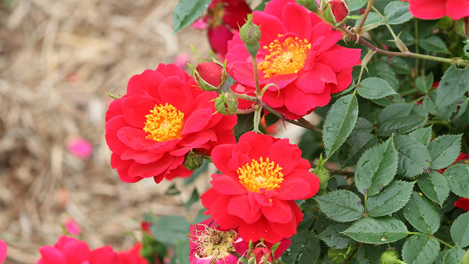 Proven Winners ColorChoice Oso Easy Urban Legend rose earns honors at ...