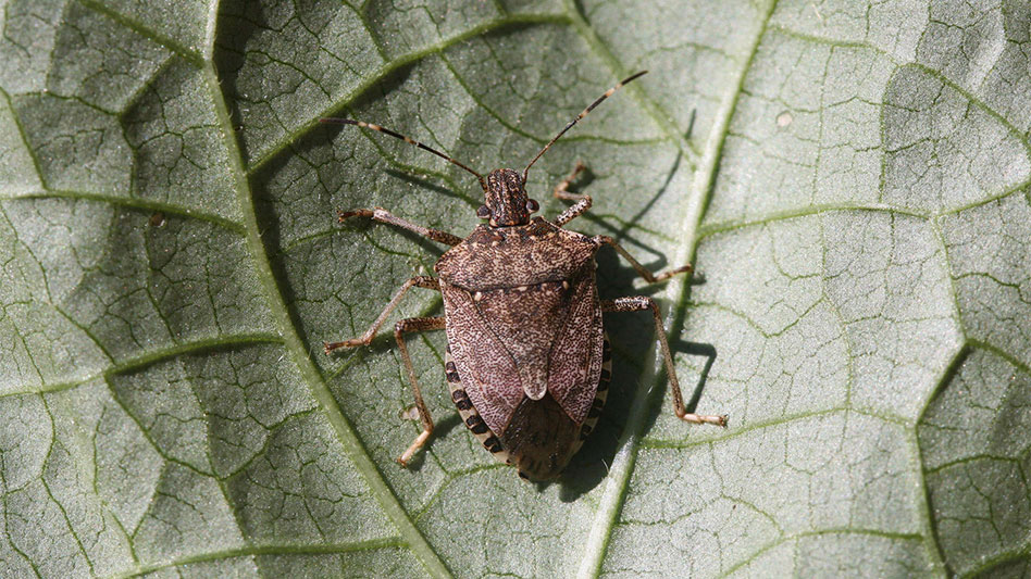 Brown marmorated stink bug - Nursery Management