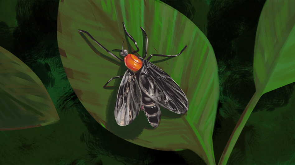 Lovebugs Are Actually Flies: Did You Know? - Pest Control Technology