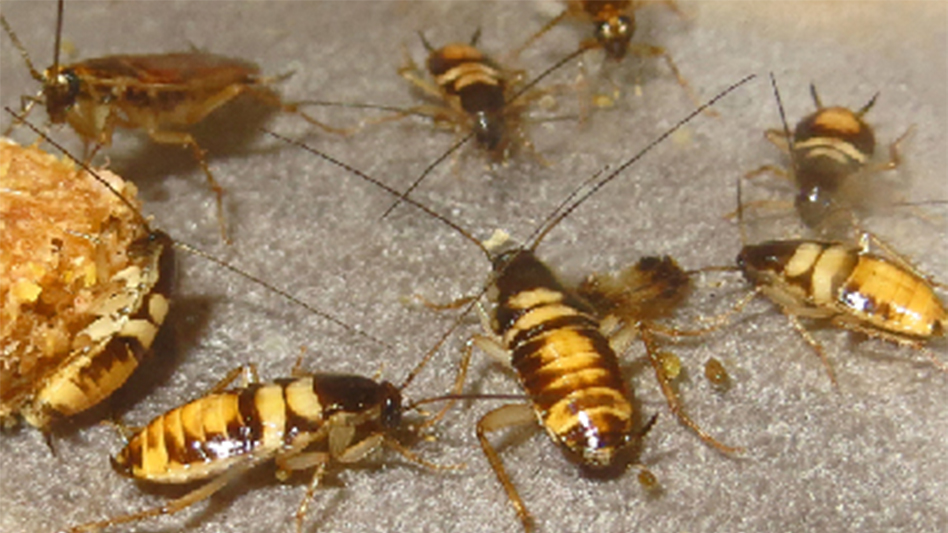 Identity Crisis - Pest Control Technology