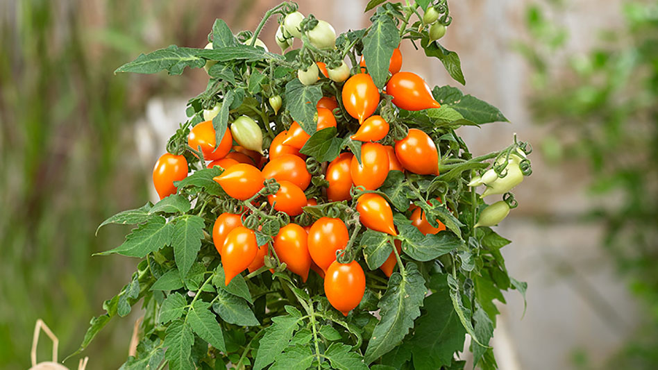 2023 CAST preview: Prudac - Produce Grower