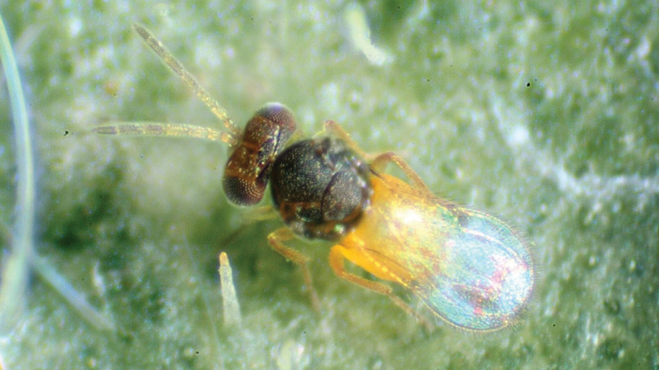 Under the microscope: Utilizing Encarsia formosa - Produce Grower