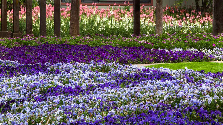 Syngenta Flowers introduces Delta Pro pansy series - Garden Center