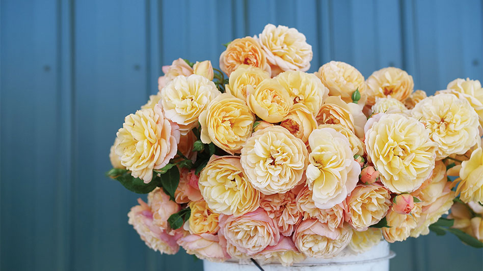 Spring Meadow - Nursery Management