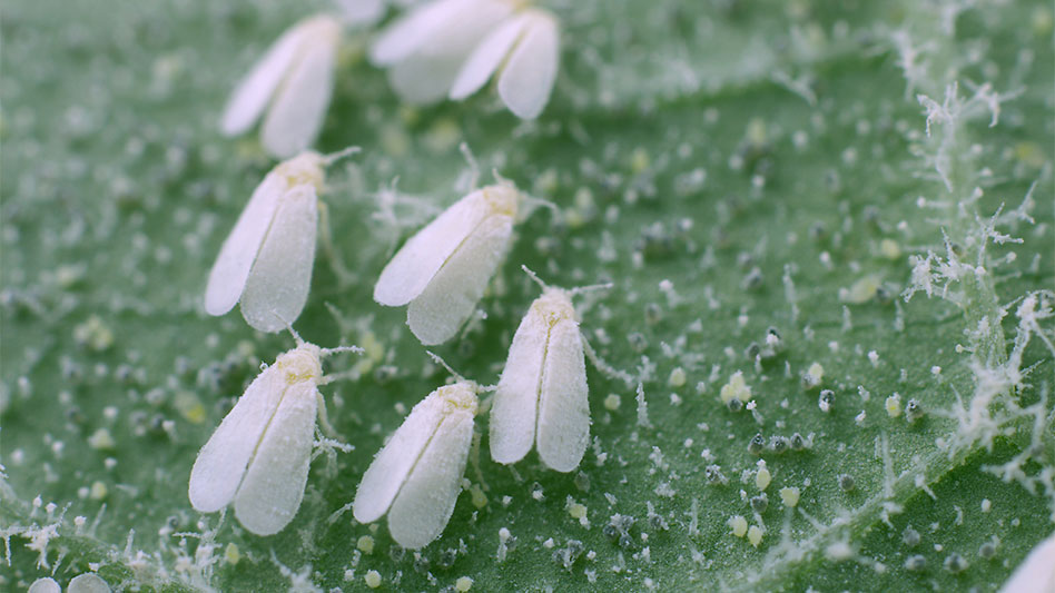 Identifying and treating whiteflies - Nursery Management