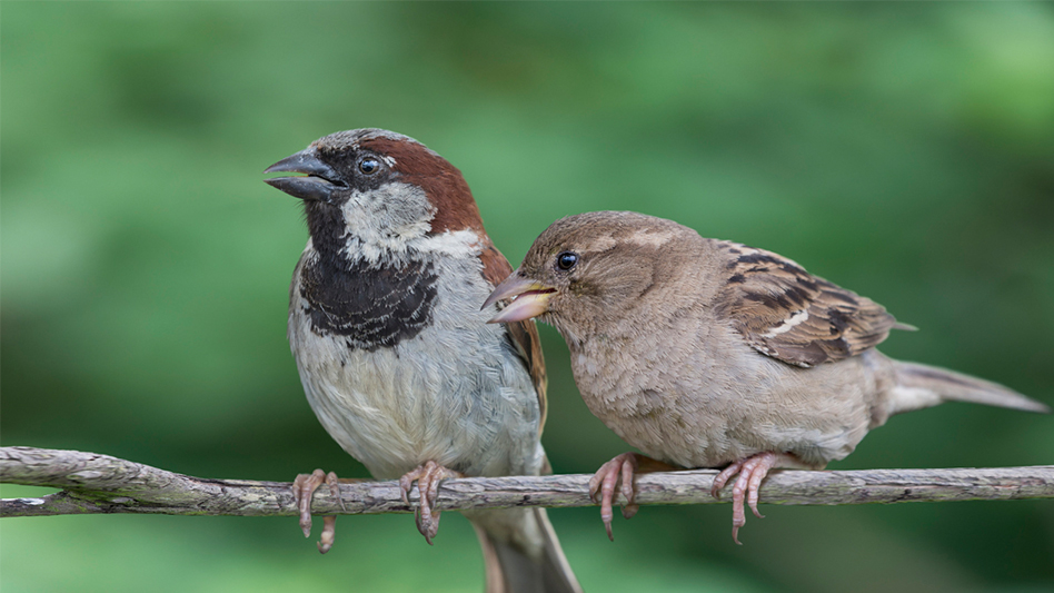 Protecting Protected Birds from Pest Birds - Pest Control Technology