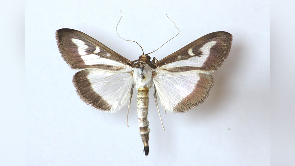 Attend 'The Basics of Box Tree Moth' webinar - Nursery Management