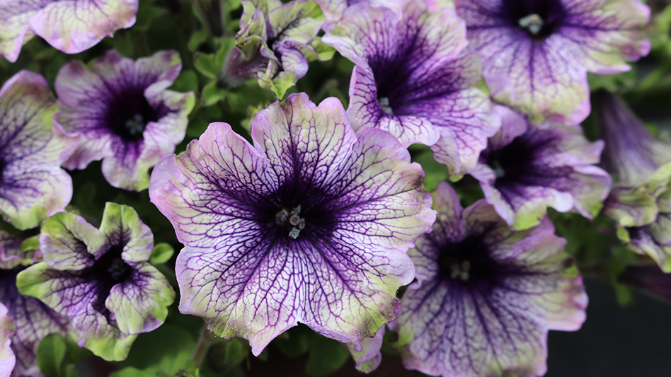 CAST 2023: Danziger - Garden Center
