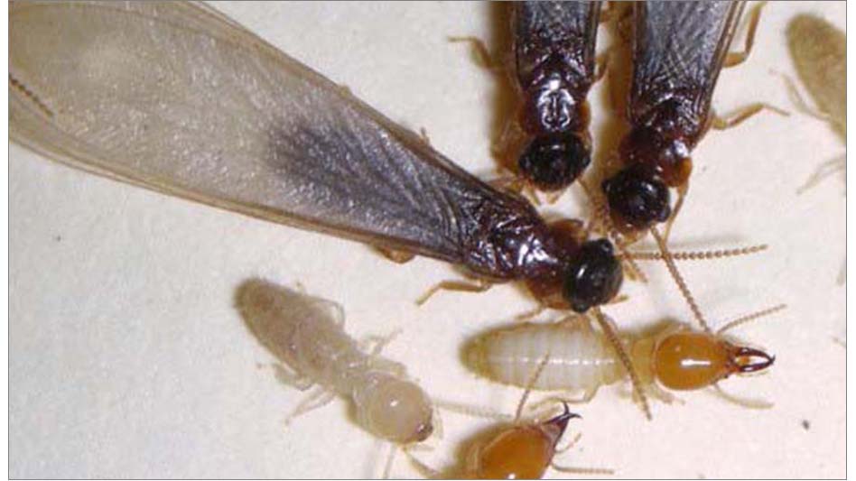 First Spread of Asian Subterranean Termites Confirmed in Tampa - Pest ...