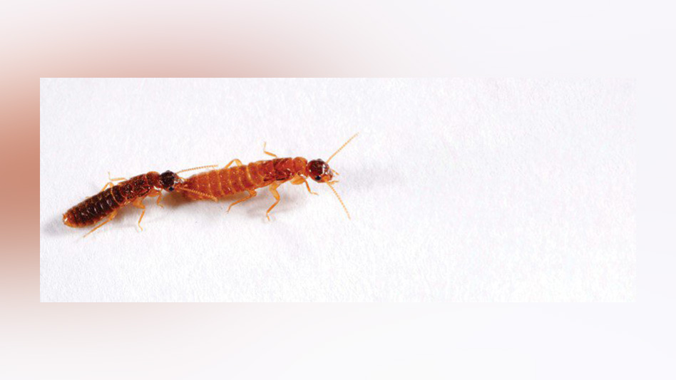 Two Invasive Termite Species Mating in Florida - Pest Control Technology