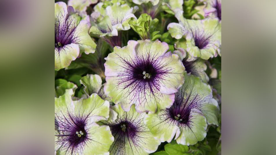 Danziger announces top picks from CAST and more DuraBella combinations ...