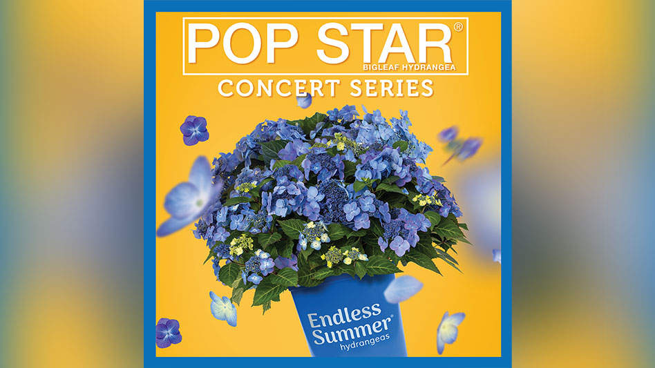 Endless Summer Pop Star Hydrangea goes on tour - Garden Center