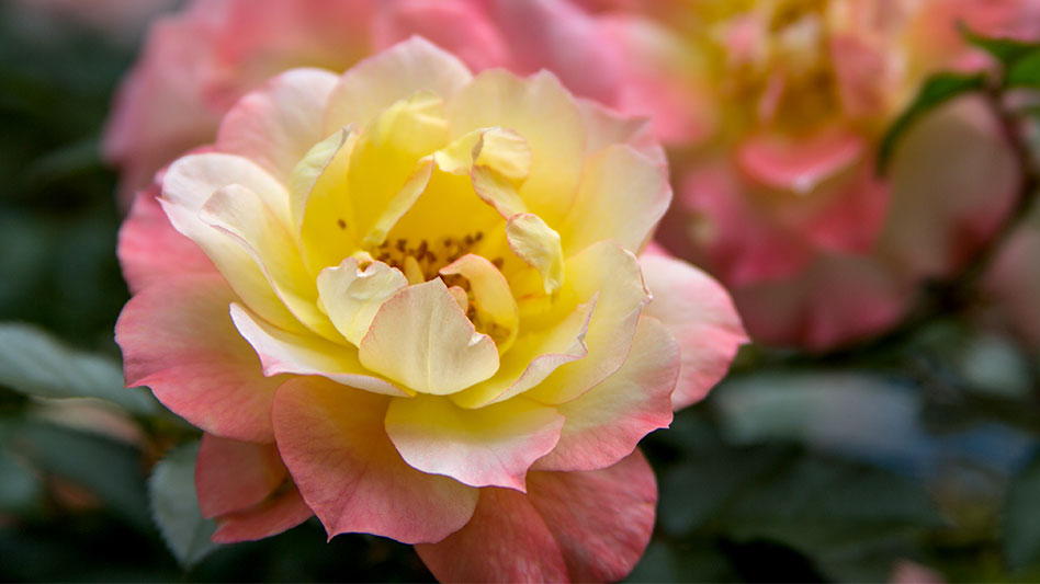 Proven Winners ColorChoice roses earn top marks in trials - Nursery ...