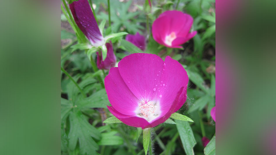 Callirhoe involucrata - Nursery Management