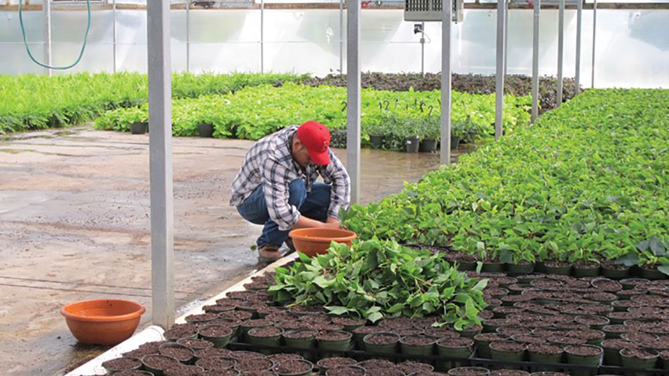 Rooting out disease - Greenhouse Management