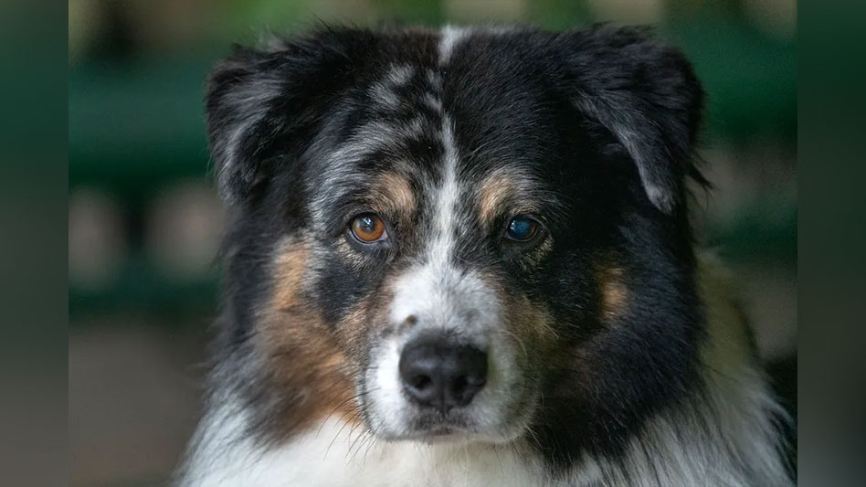 Lovable dogs fight against a new invasive pest - Nursery Management