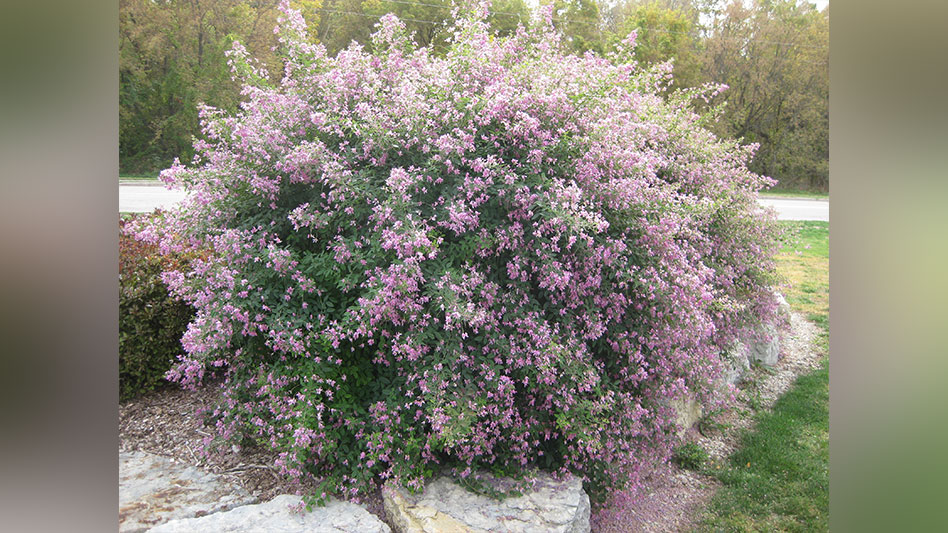 Lespedeza thunbergii ‘Gibraltar’ - Nursery Management