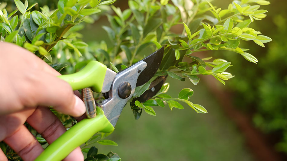 Clean nursery, healthy plants - Nursery Management