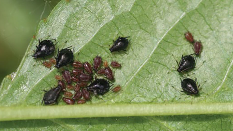 Aphids - Greenhouse Management