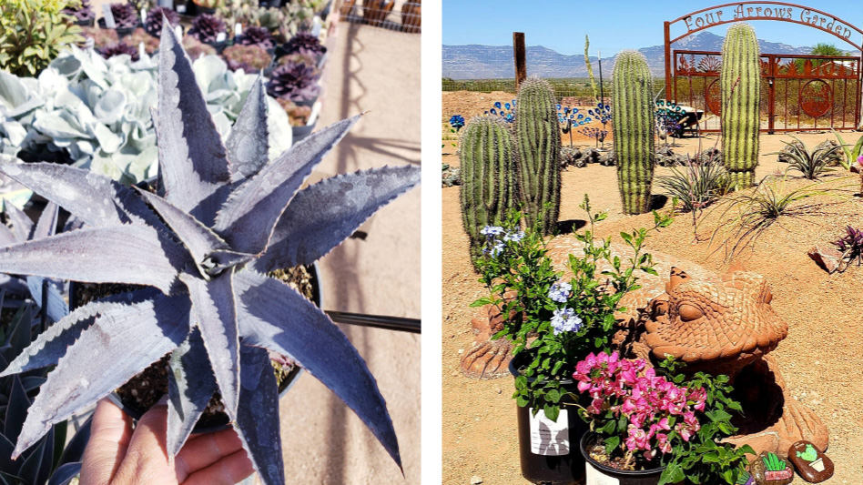 The stars and plants connection - Garden Center