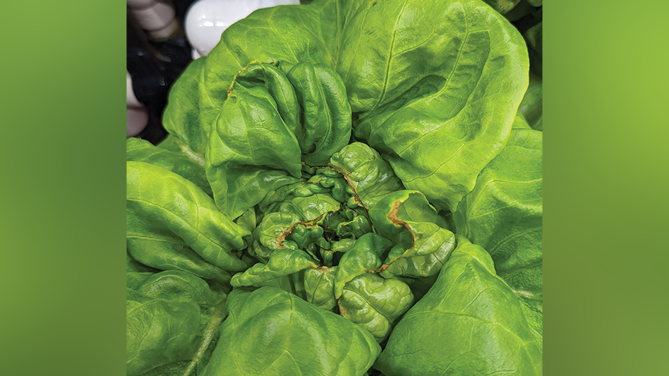 Lettuce tipburn sensitivity trial – Preliminary results - Produce Grower