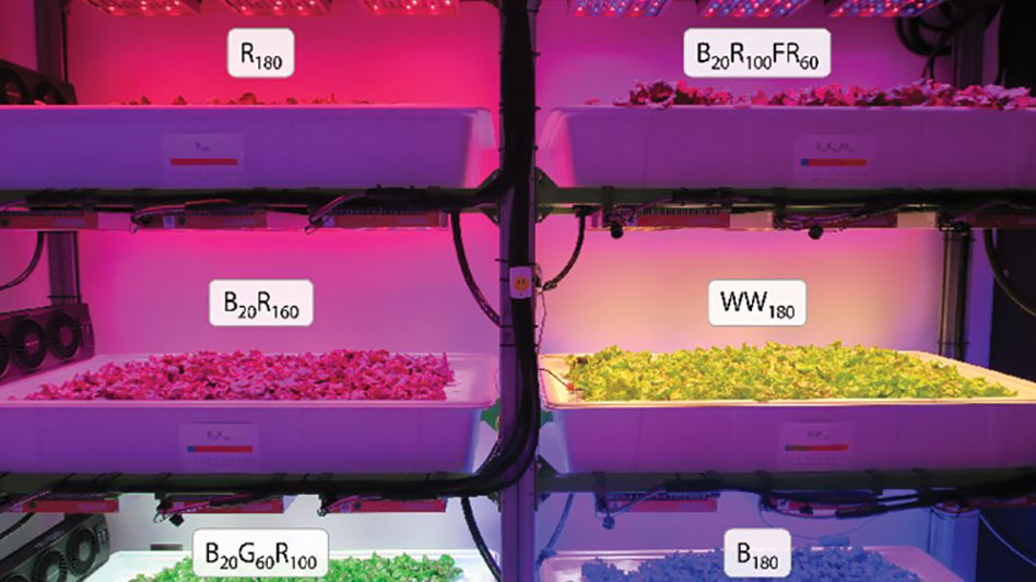 Fixed vs. dynamic light for indoor hydroponic lettuce - Greenhouse ...