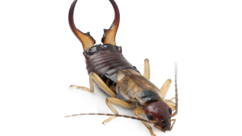 Attack of the Ear Creatures - Pest Control Technology
