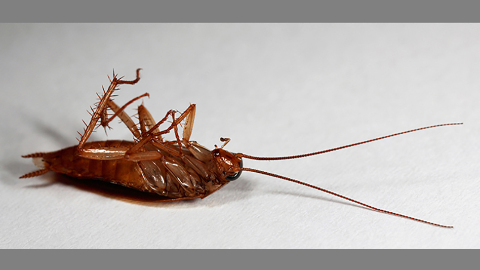 German Cockroaches: 10 Key Facts to Remember - Pest Control Technology