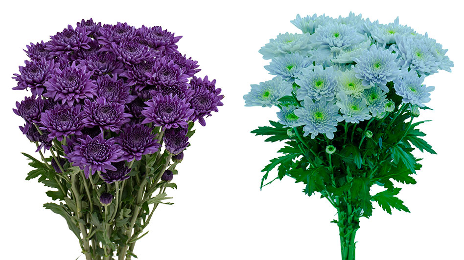 Suntory Flowers launches BluOcean Chrysanthemum in North America ...