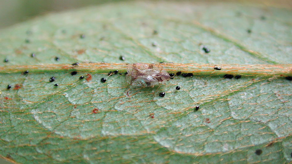 Azalea lace bug (Stephanitis pyrioides) - Nursery Management