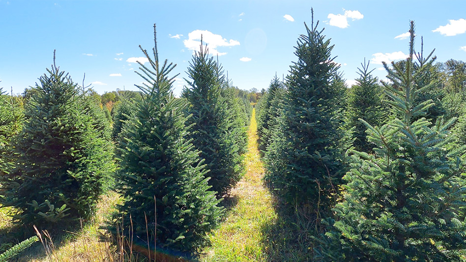 Sign up for this free retail locator listing for real Christmas tree ...